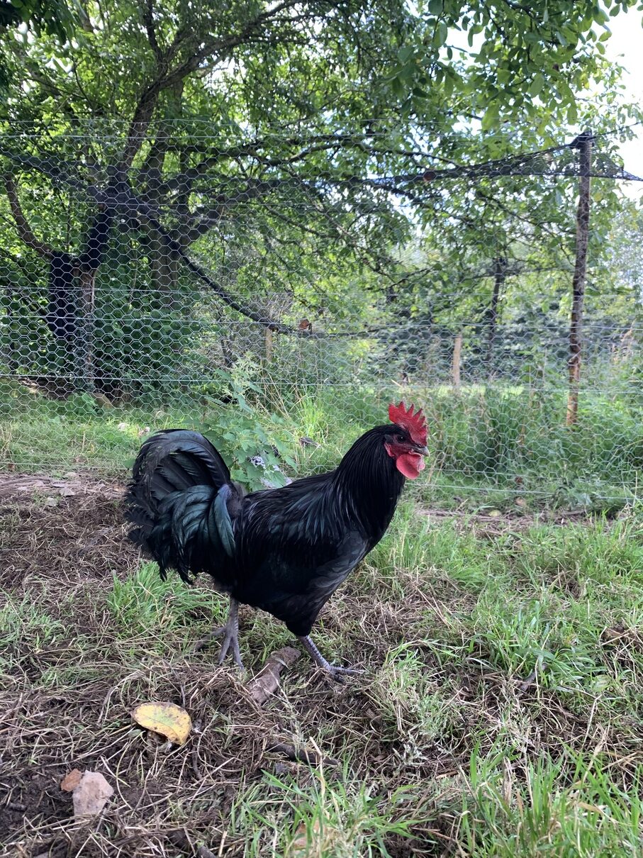La Janzé : une poule rustique, vive et attachante. - Le verger des plumes