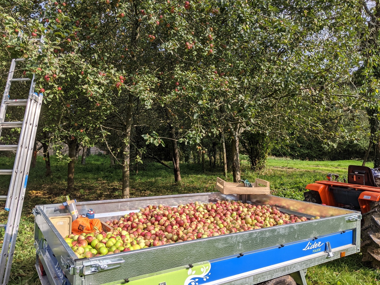 Première cueillette de pommes - Le verger des plumes
