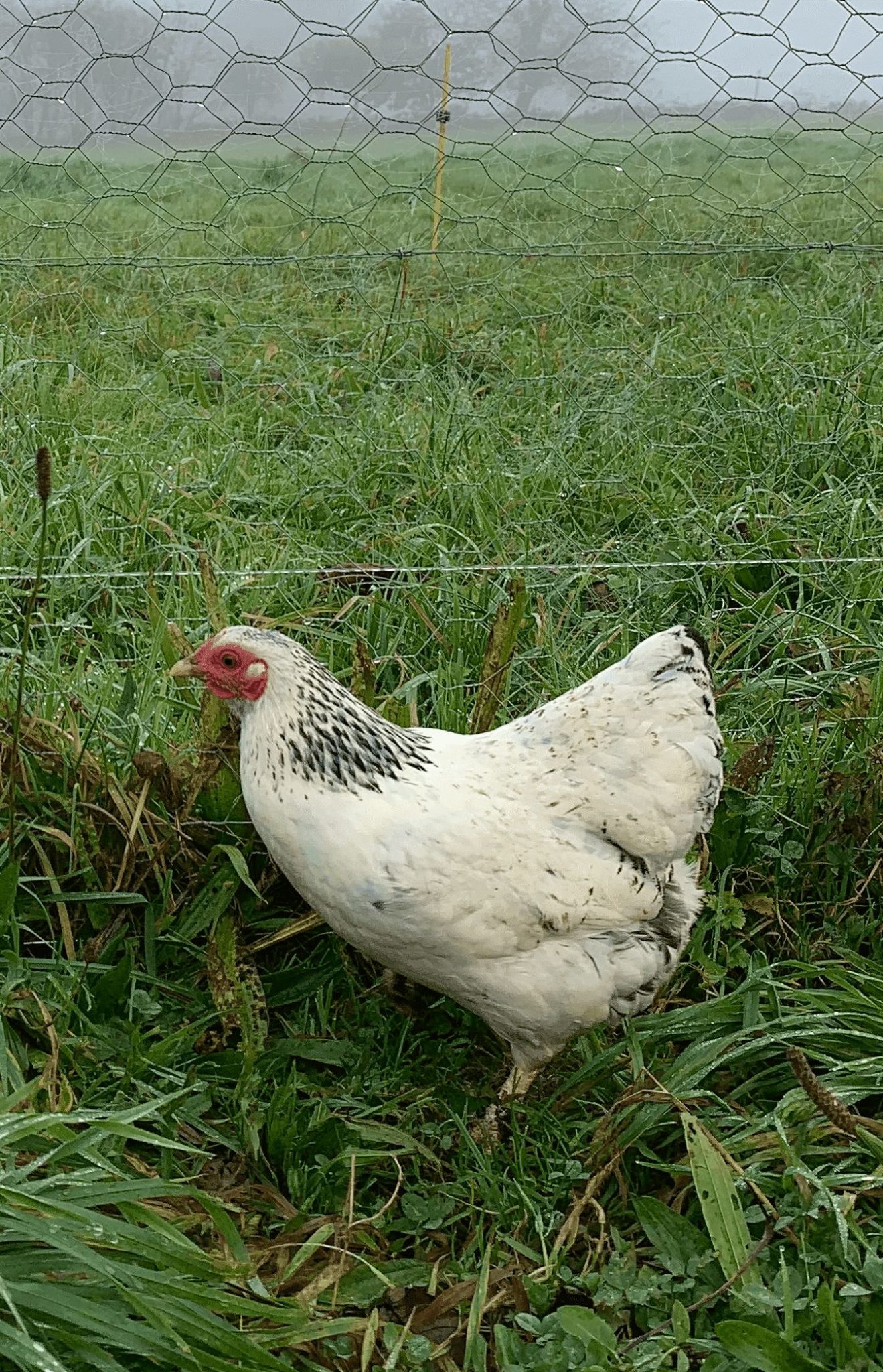 Wyandotte naine : une petite poule populaire. - Le verger des plumes