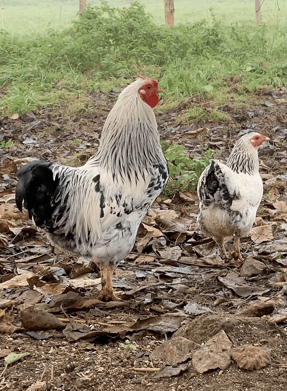 Wyandotte naine : une petite poule populaire. - Le verger des plumes